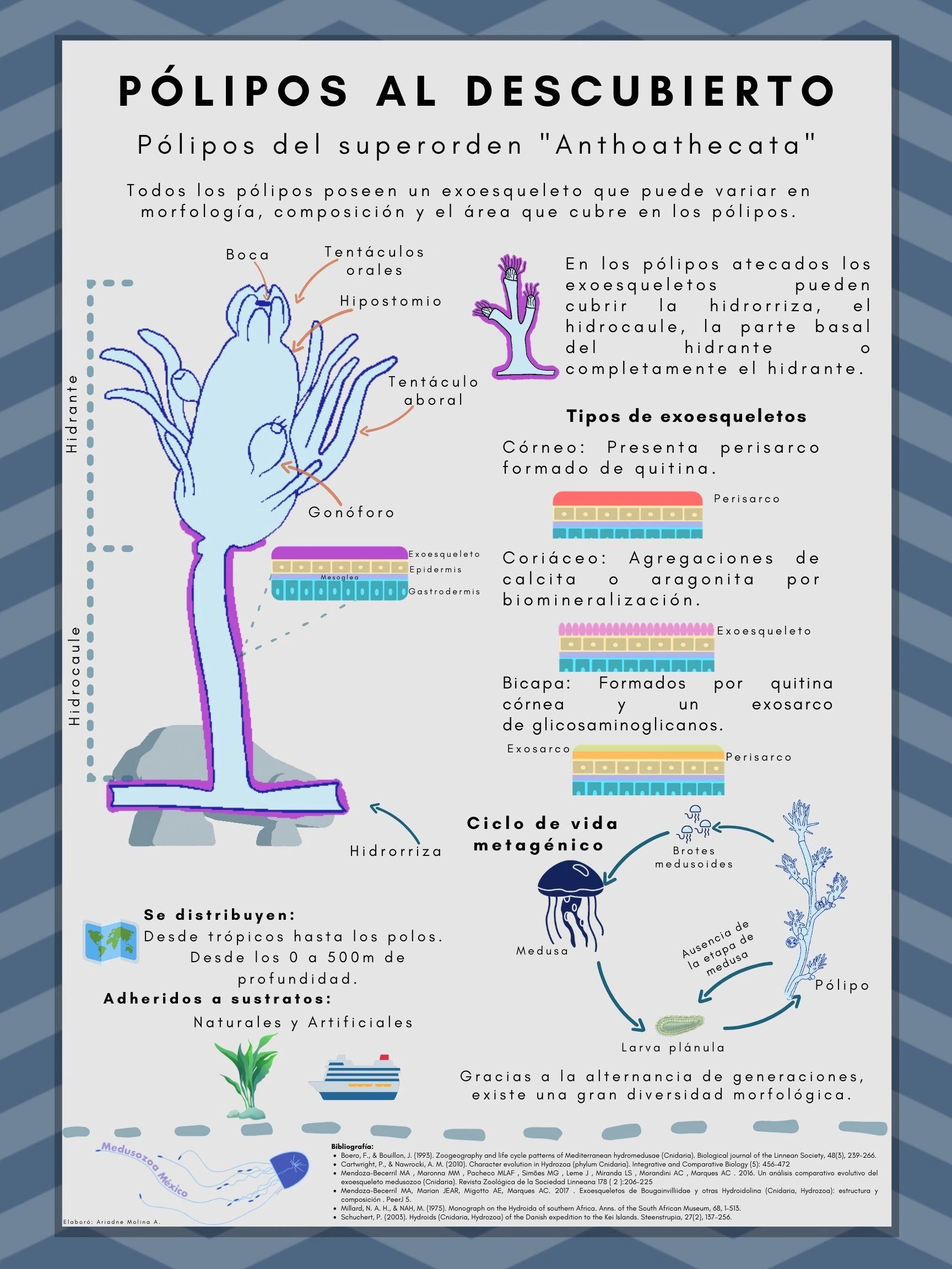 ¡Pólipos al descubierto!