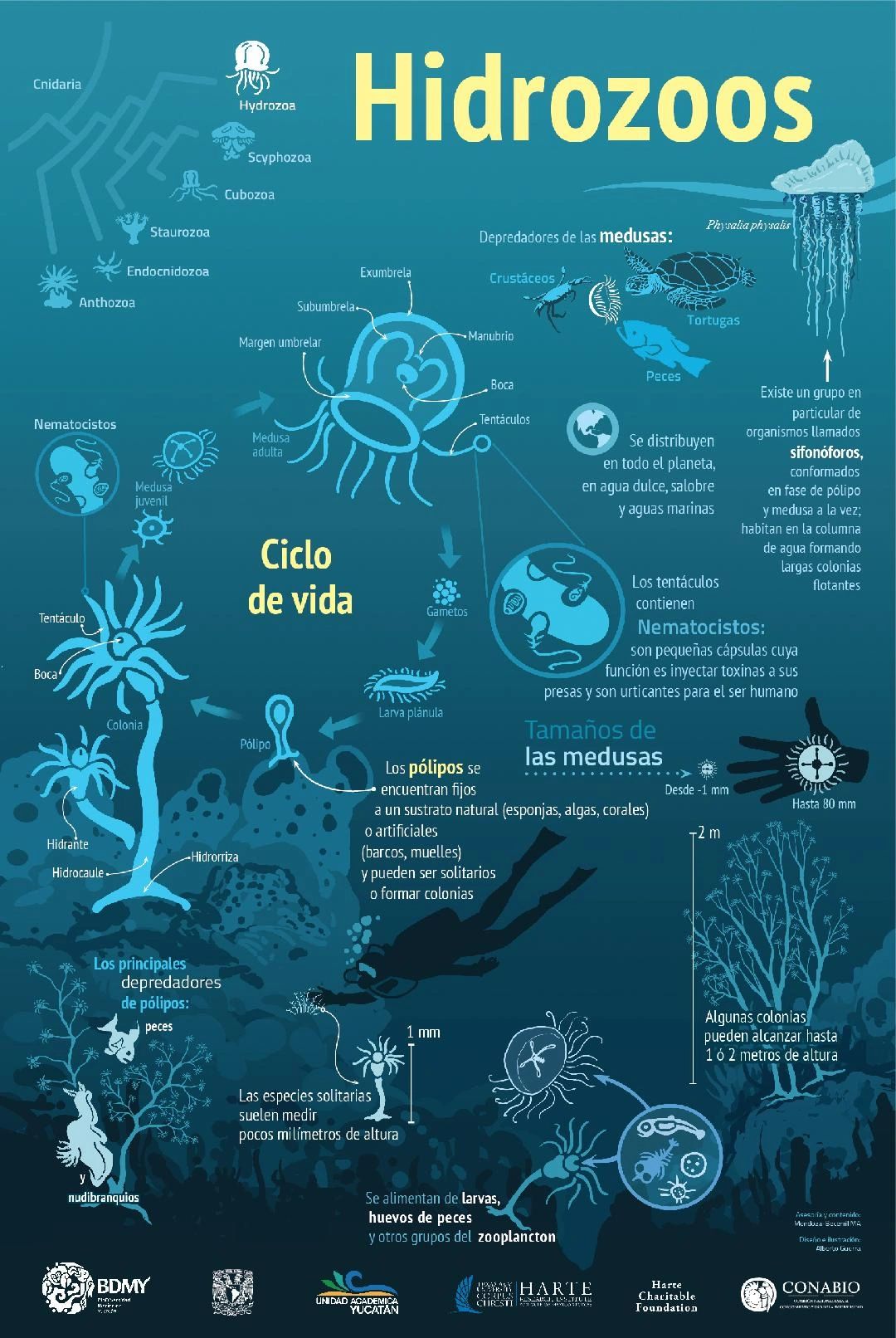 ¿Qué son los hidrozoos?