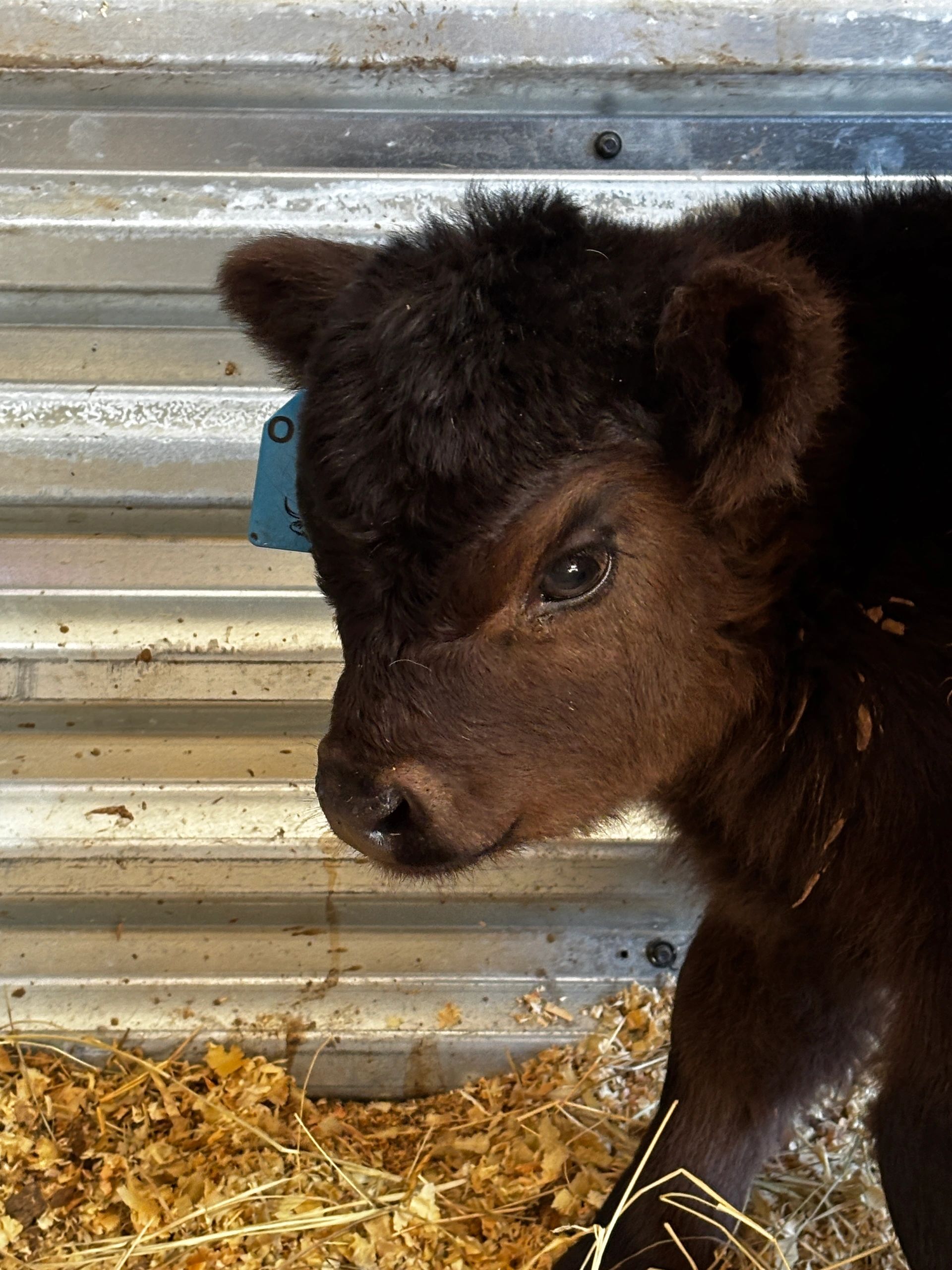 Growing as a Family with micro/ mini cows, donkeys, and sheep