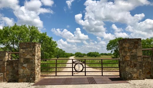 Whole Wagyu Beef Cattle for Sale in Texas