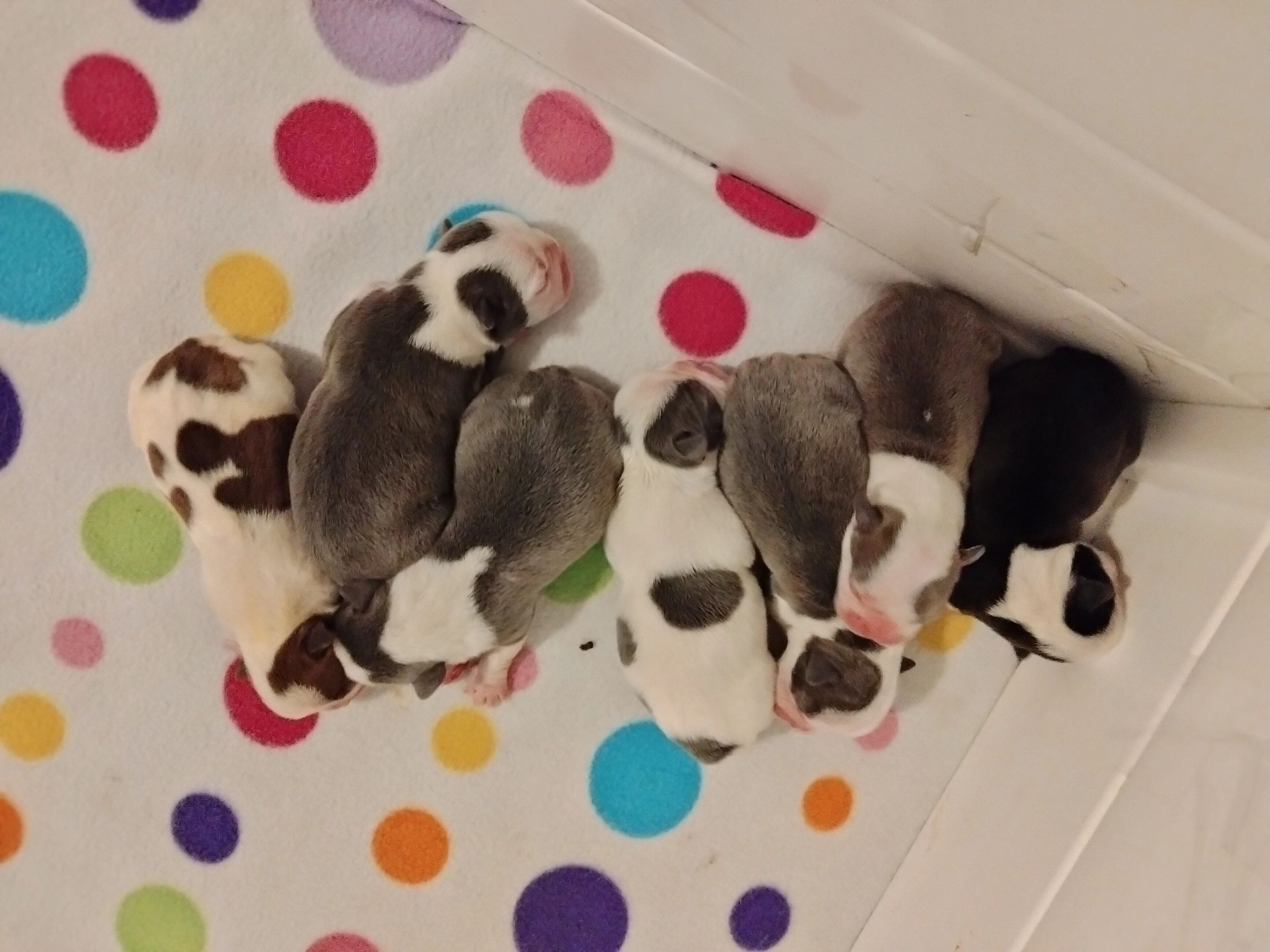 Boston Terrier Newborn Puppies