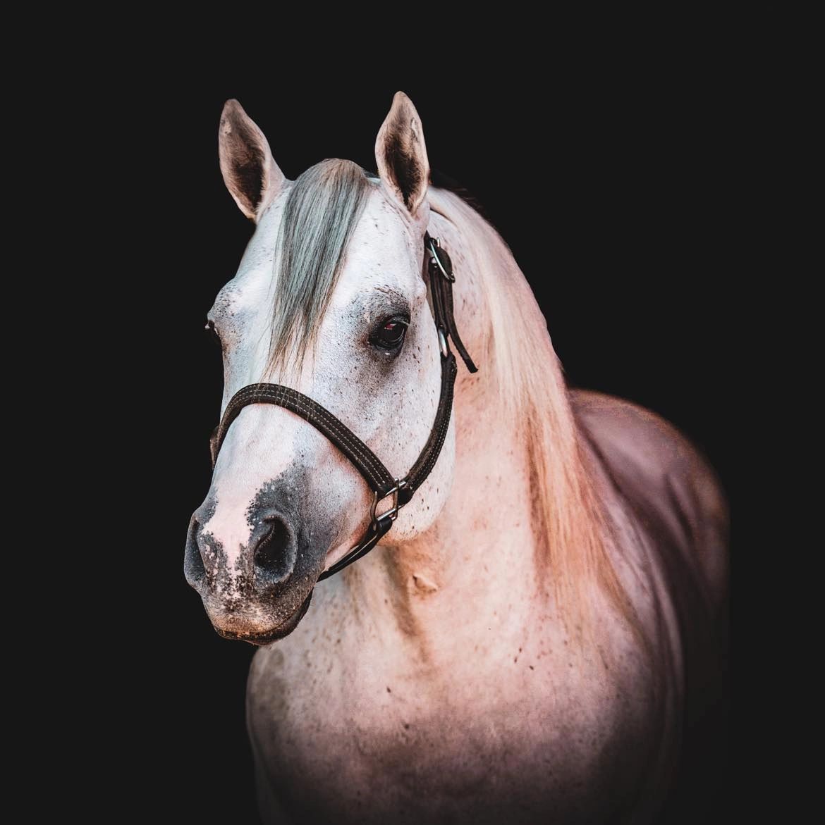 Top Horse Breeders | NICKSTER