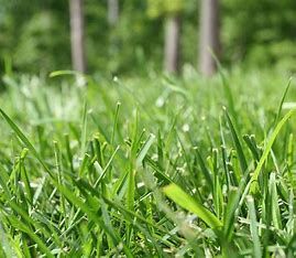 Types of Grass Found in Central Ohio and How to Care for Them