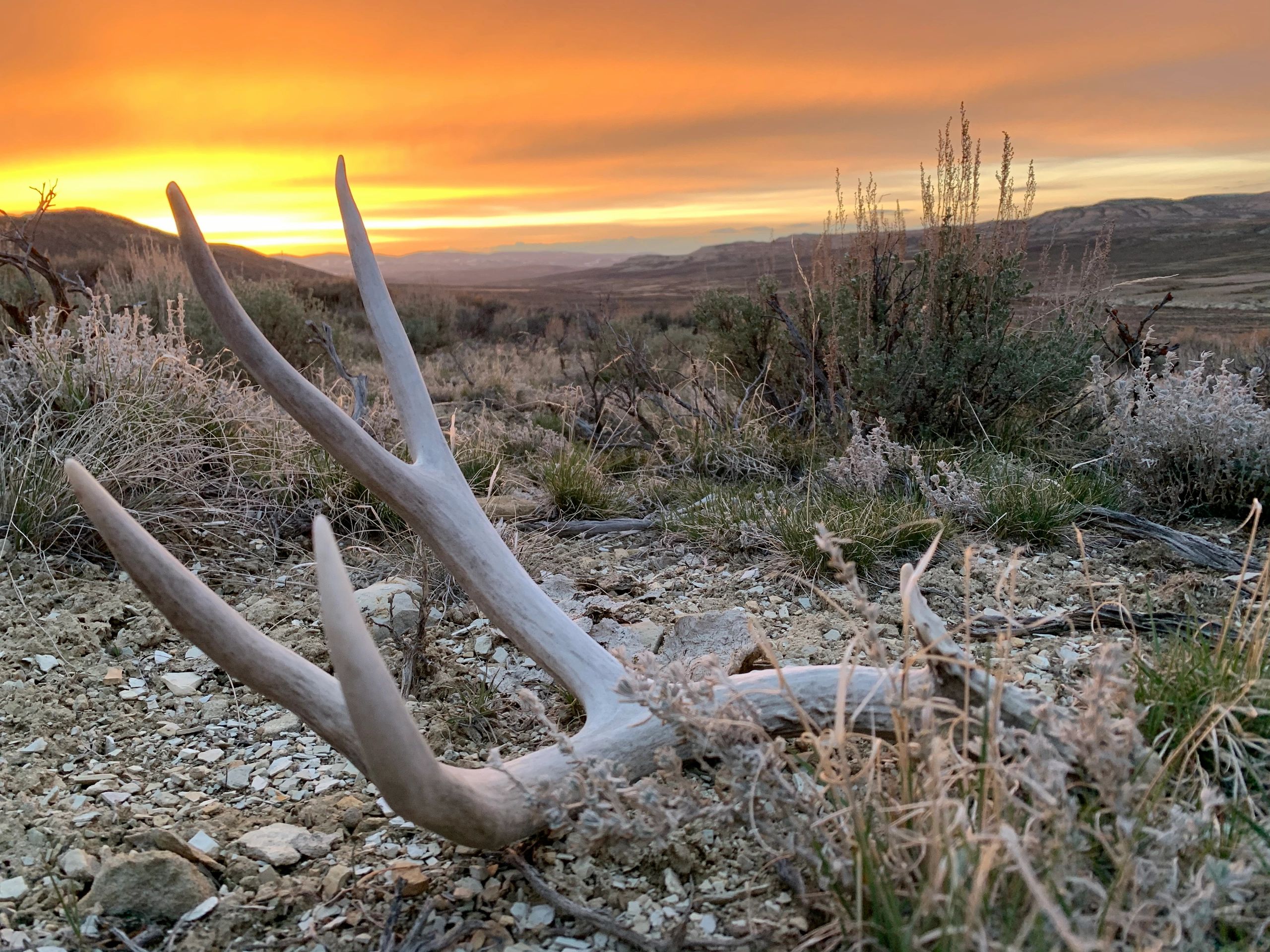Shed-hunters.com - Antlers, Hunting