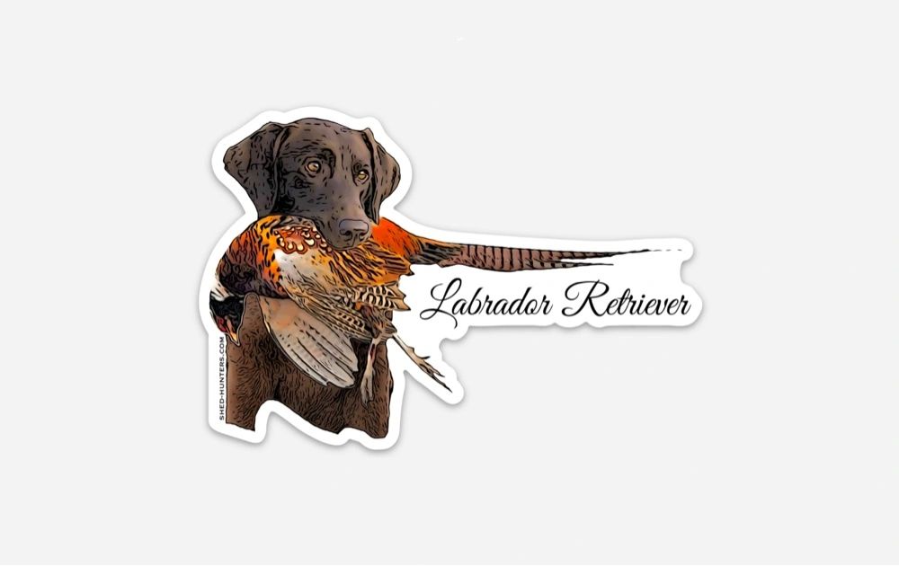 Chocolate Lab Bird Dog