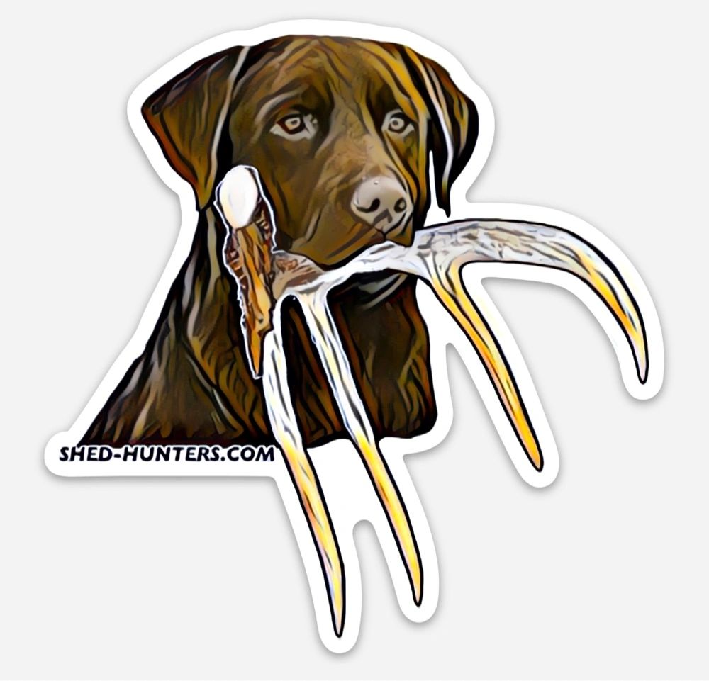 Chocolate lab shed dog