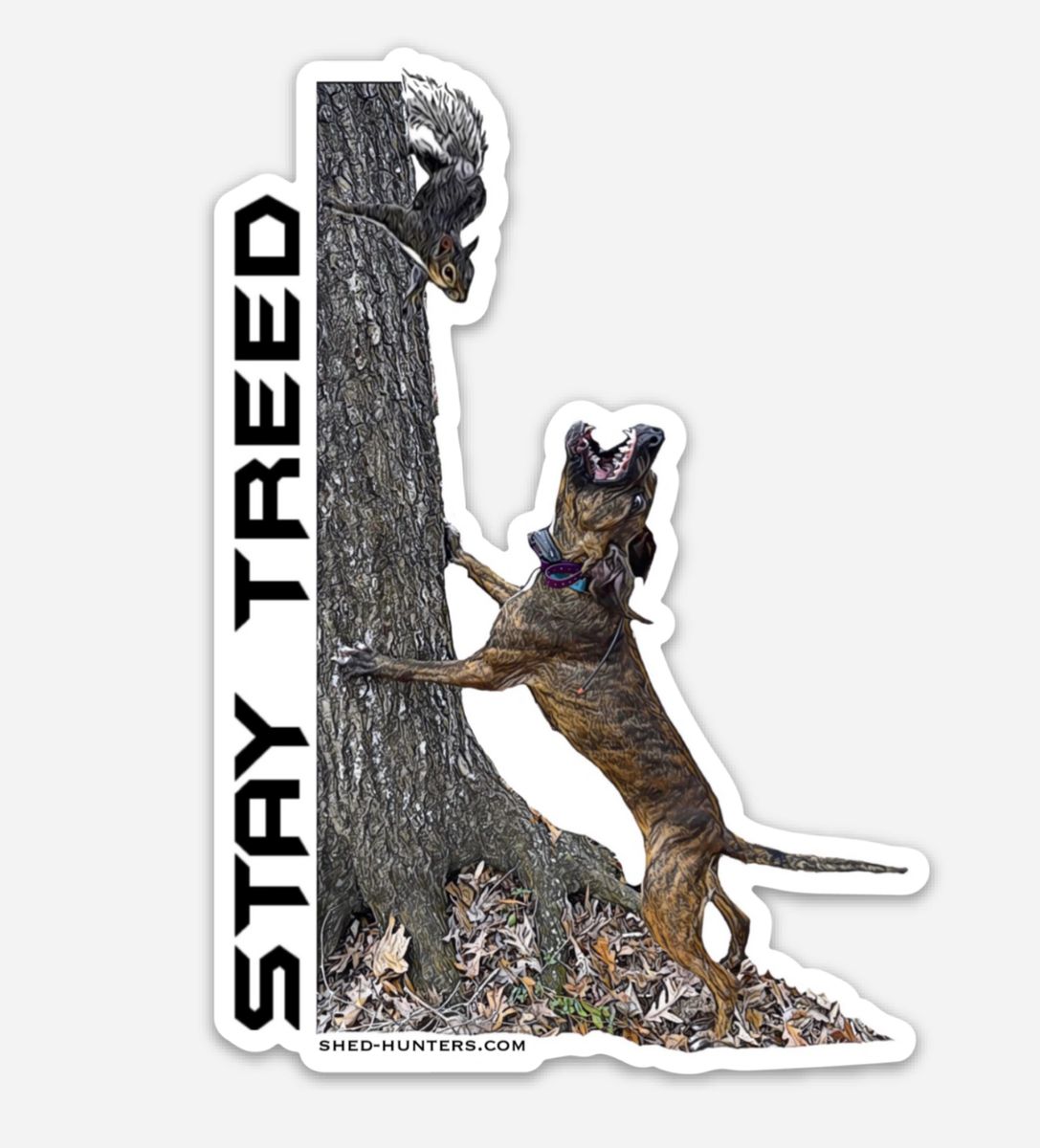Brindle Cur Feist Squirrel Dog Stay Treed