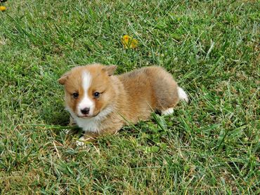Corgi Puppies Available! | Highbrow Corgis