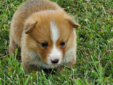 Corgi Puppies Available! | Highbrow Corgis