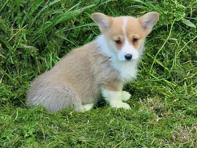 Corgi Puppies Available! | Highbrow Corgis