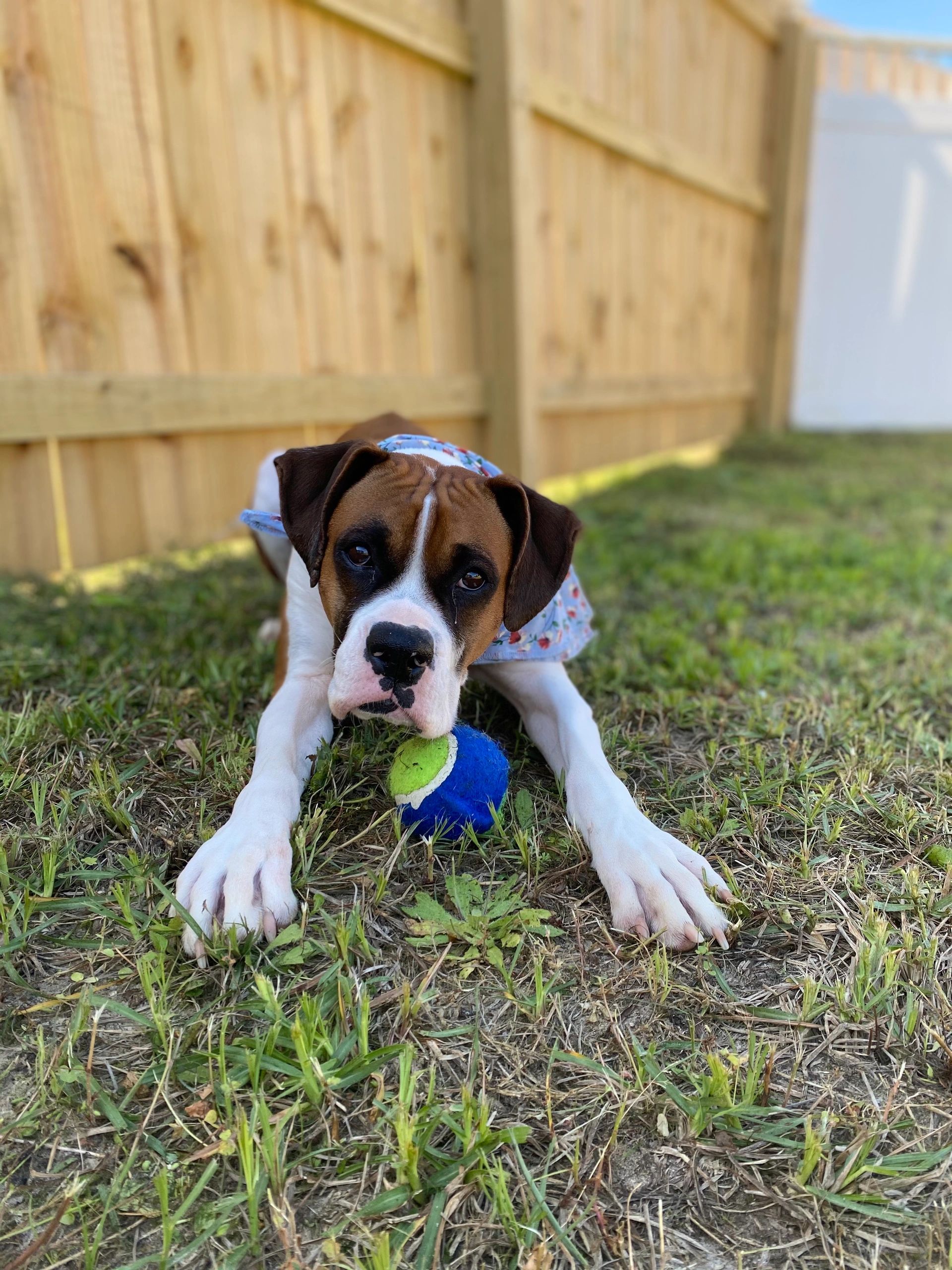 Poopy Scoopy Service