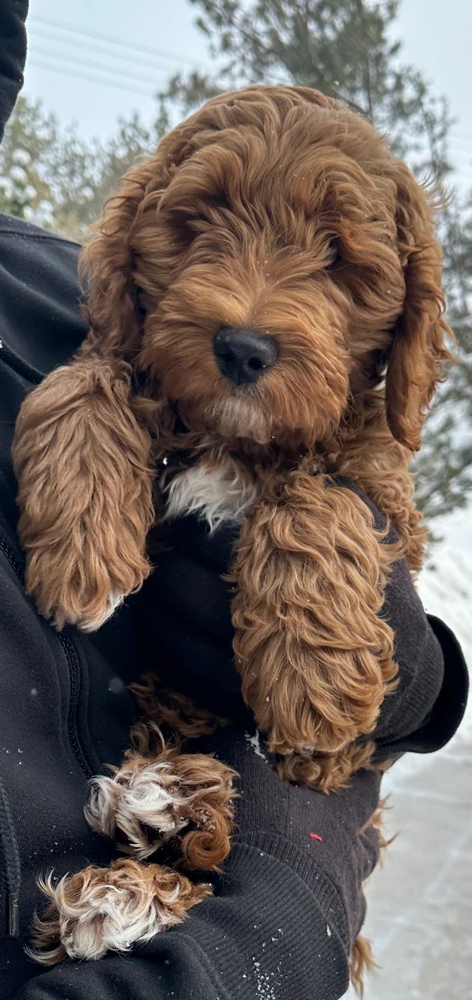 Guardian Home | Colorado Dreamin Doodles