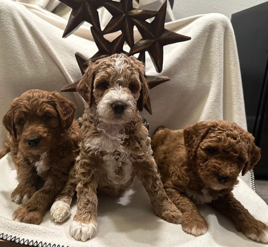 Colorado Dreamin Doodles