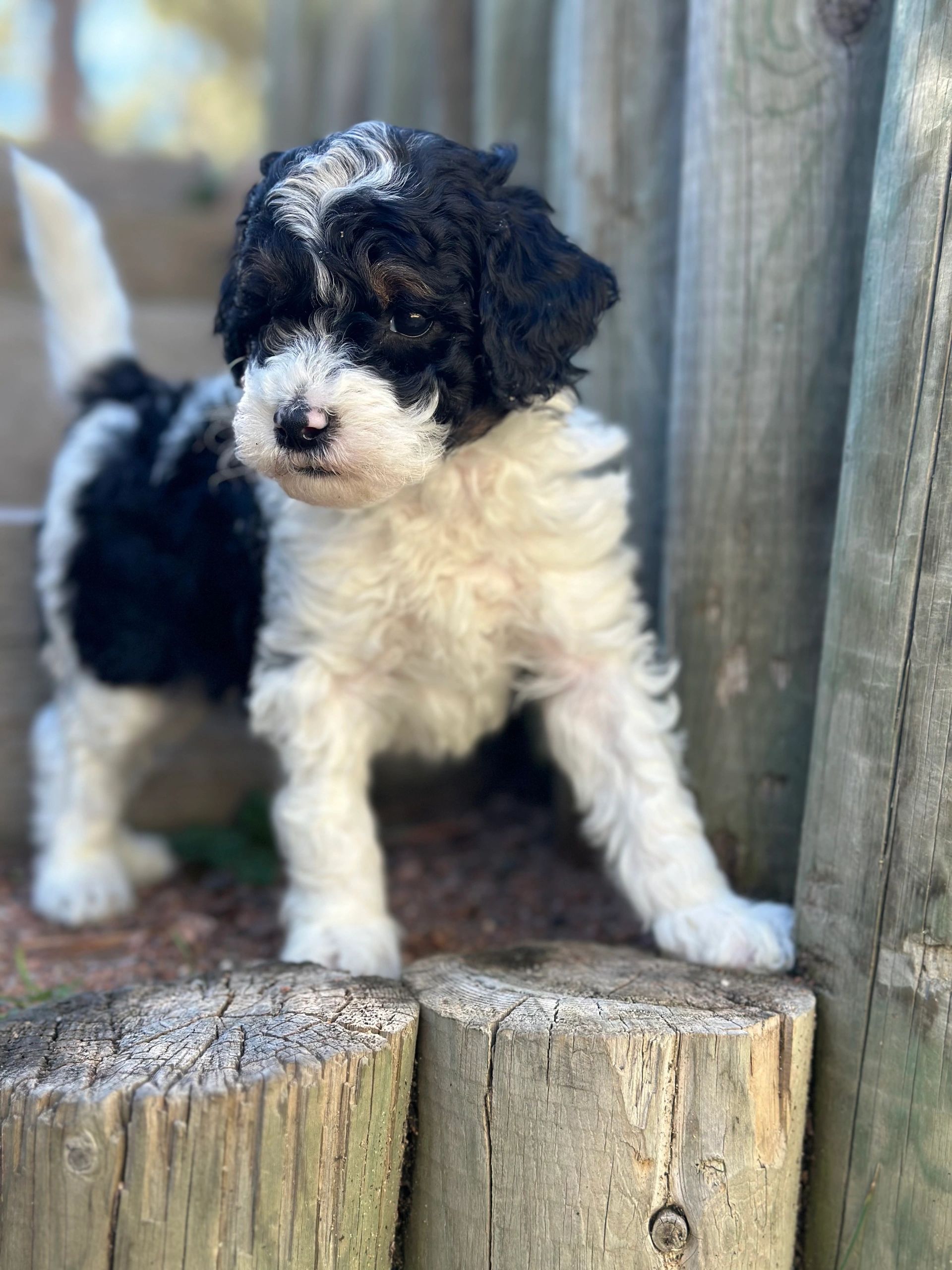 Colorado Dreamin Doodles