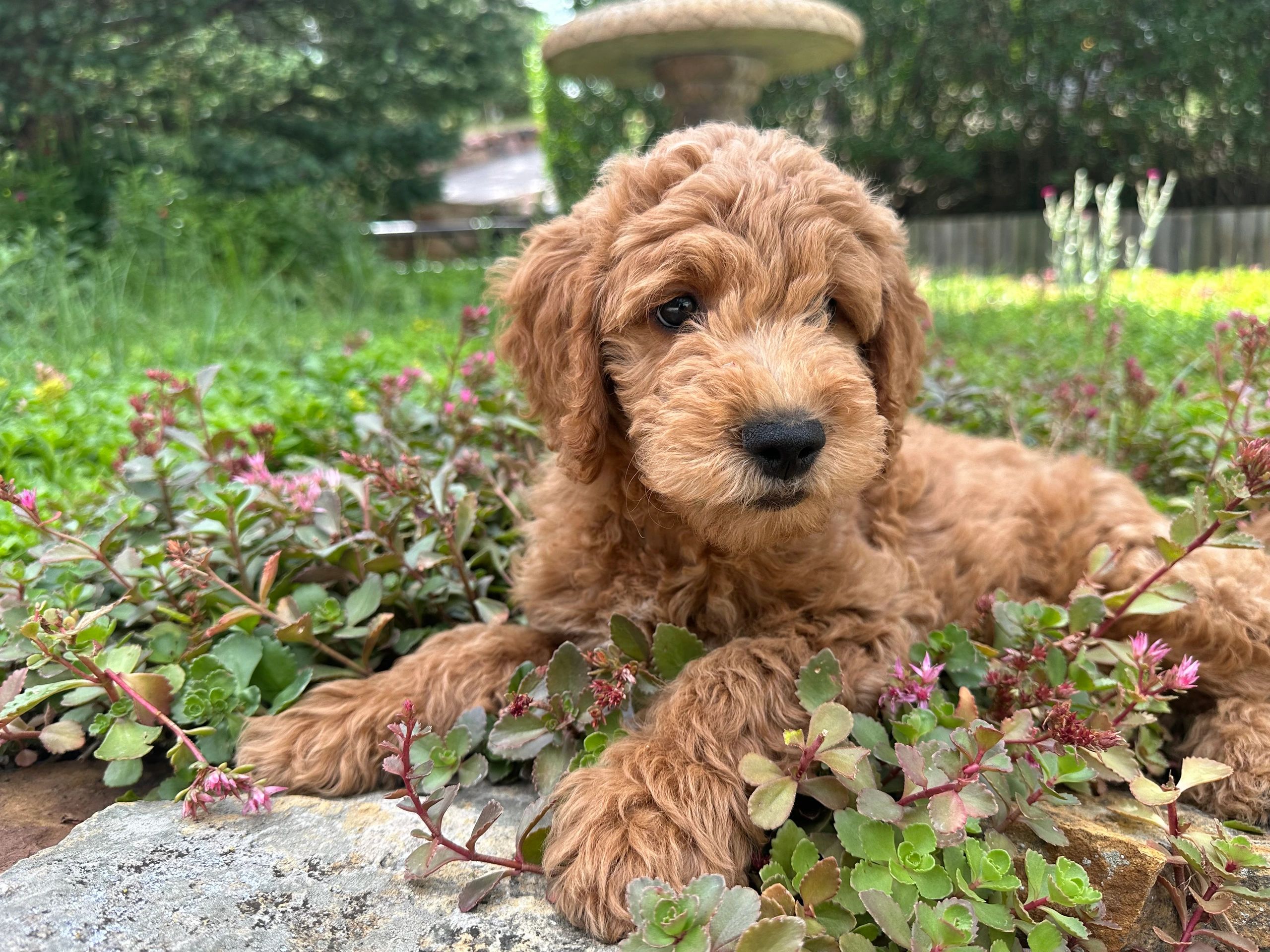 Colorado Dreamin Doodles