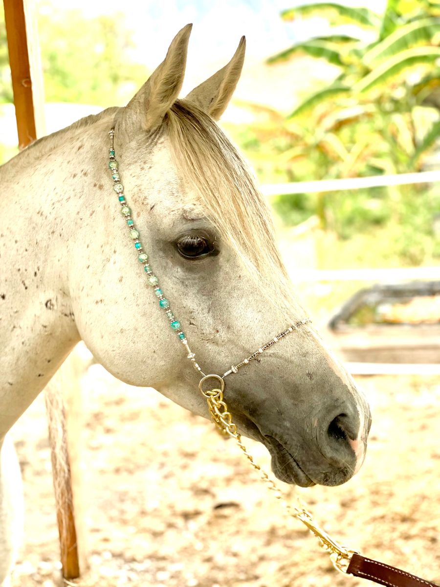 Arabian Presentation Halter