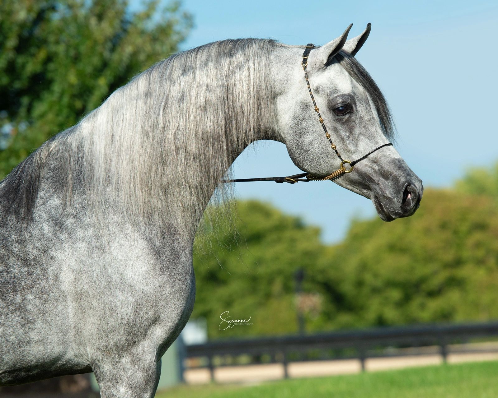 About Us | Dynamite Arabians