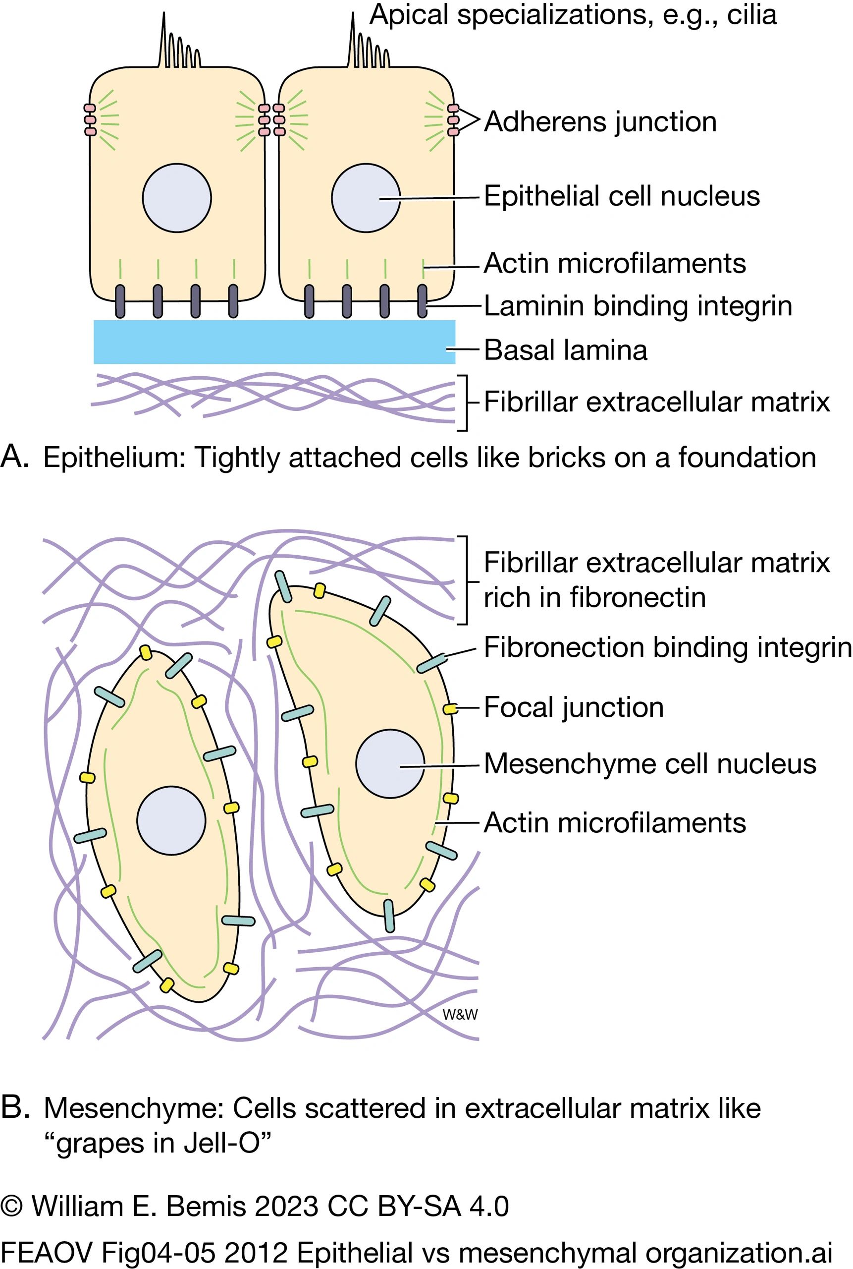 9. Epithelial versus Mesenchymal Organization*