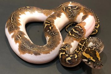Burmese Pythons | Serpents By Design