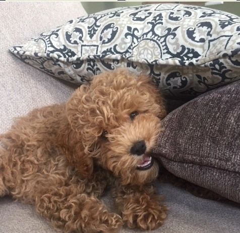 Are Cavapoos Tails Docked