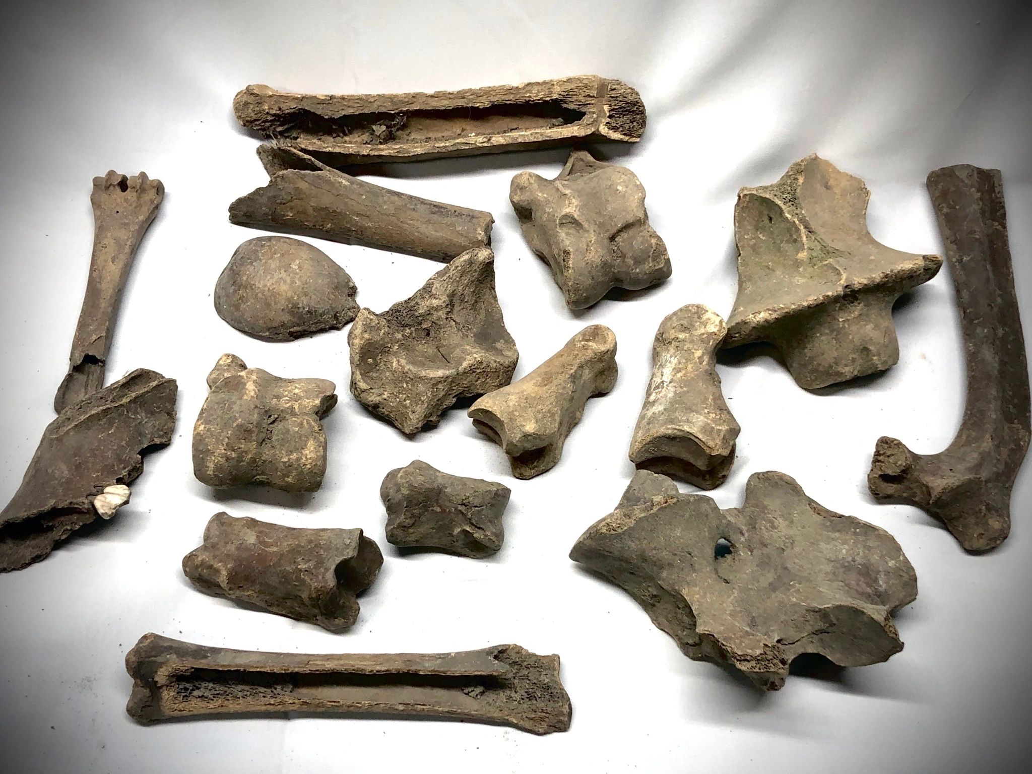 Buy Old Bones