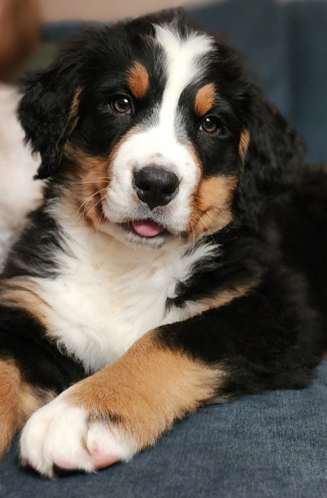 Dog Walking in Madison - Take Paws