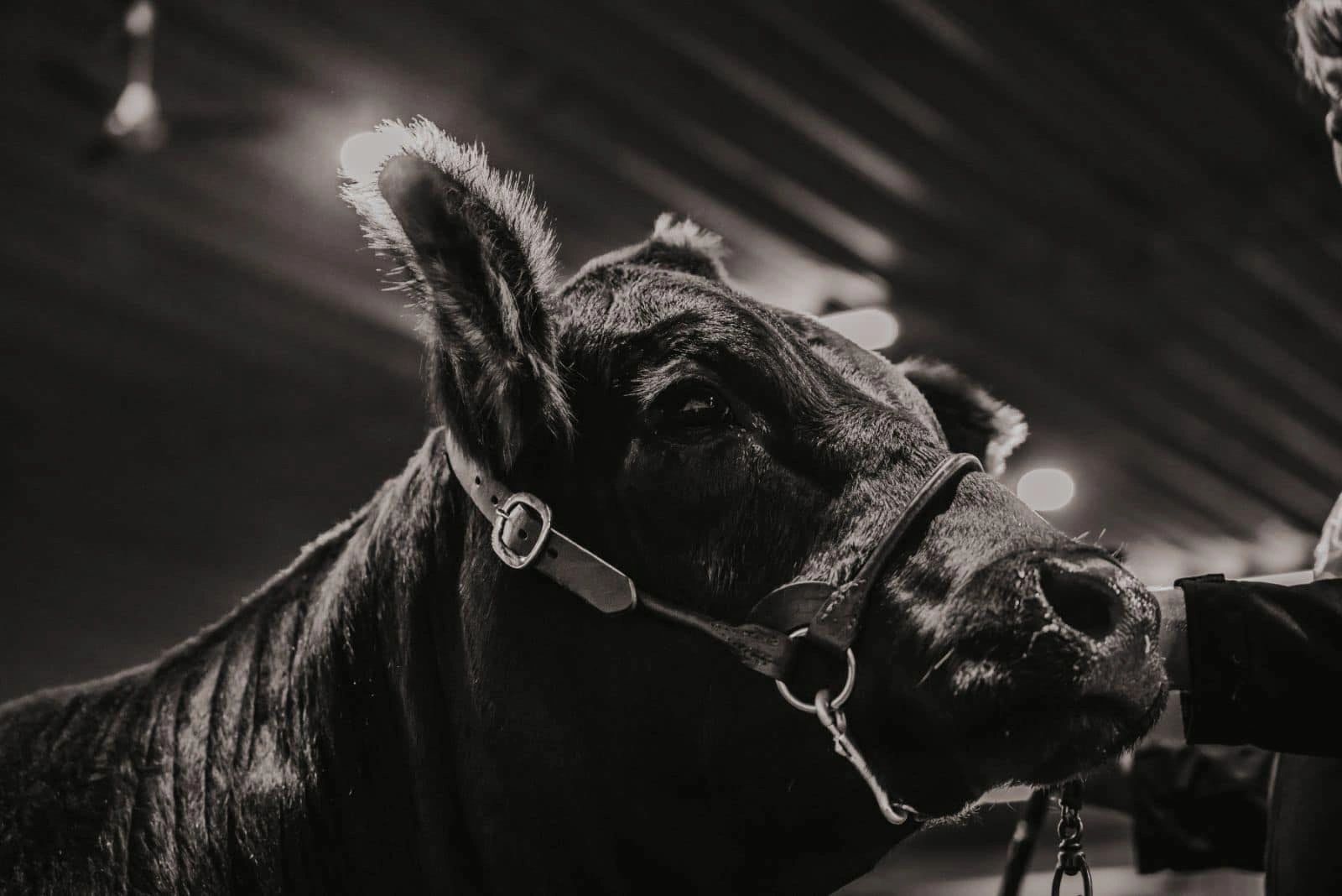 Silver Ridge Livestock - Home