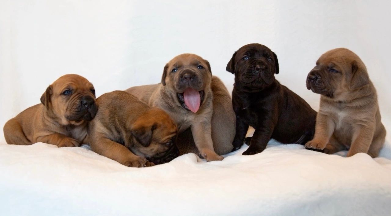 High-Quality Cane Corso Puppies for Sale
