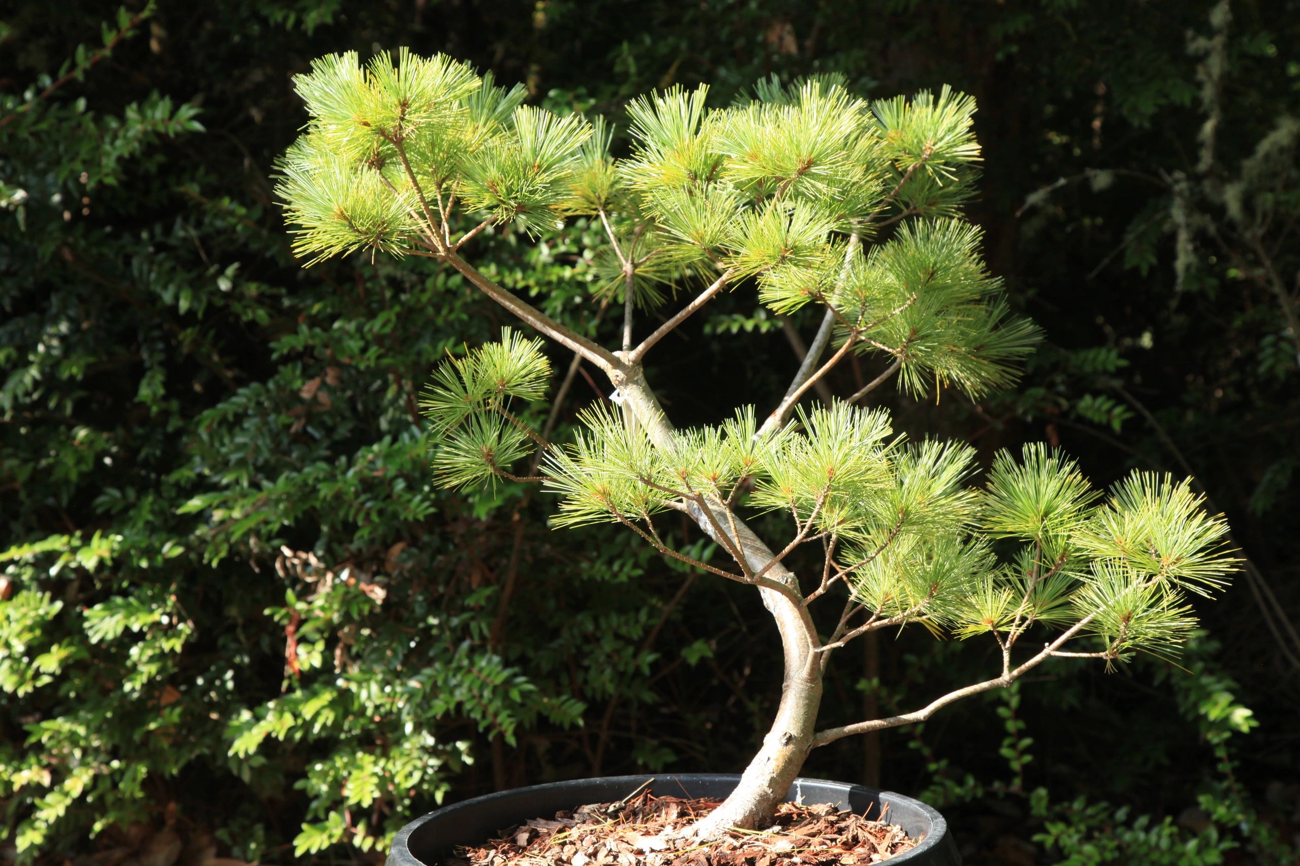 Japanese Maples Pines - WindSwept Garden Designs