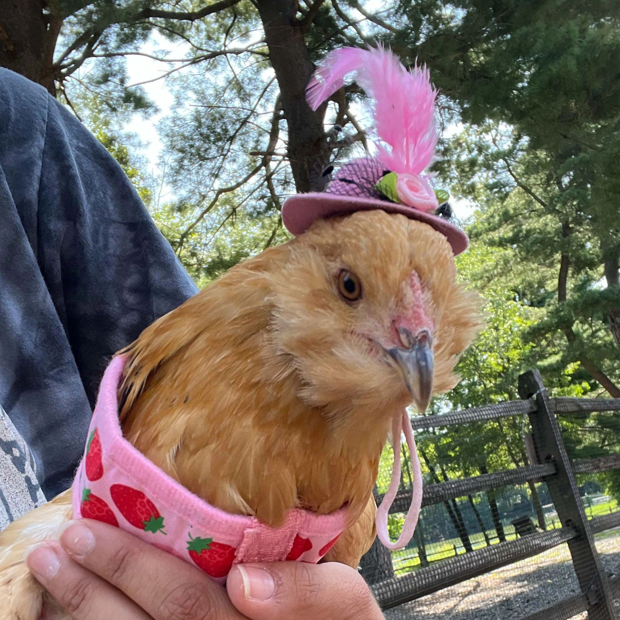 What to Consider Before Getting Chickens