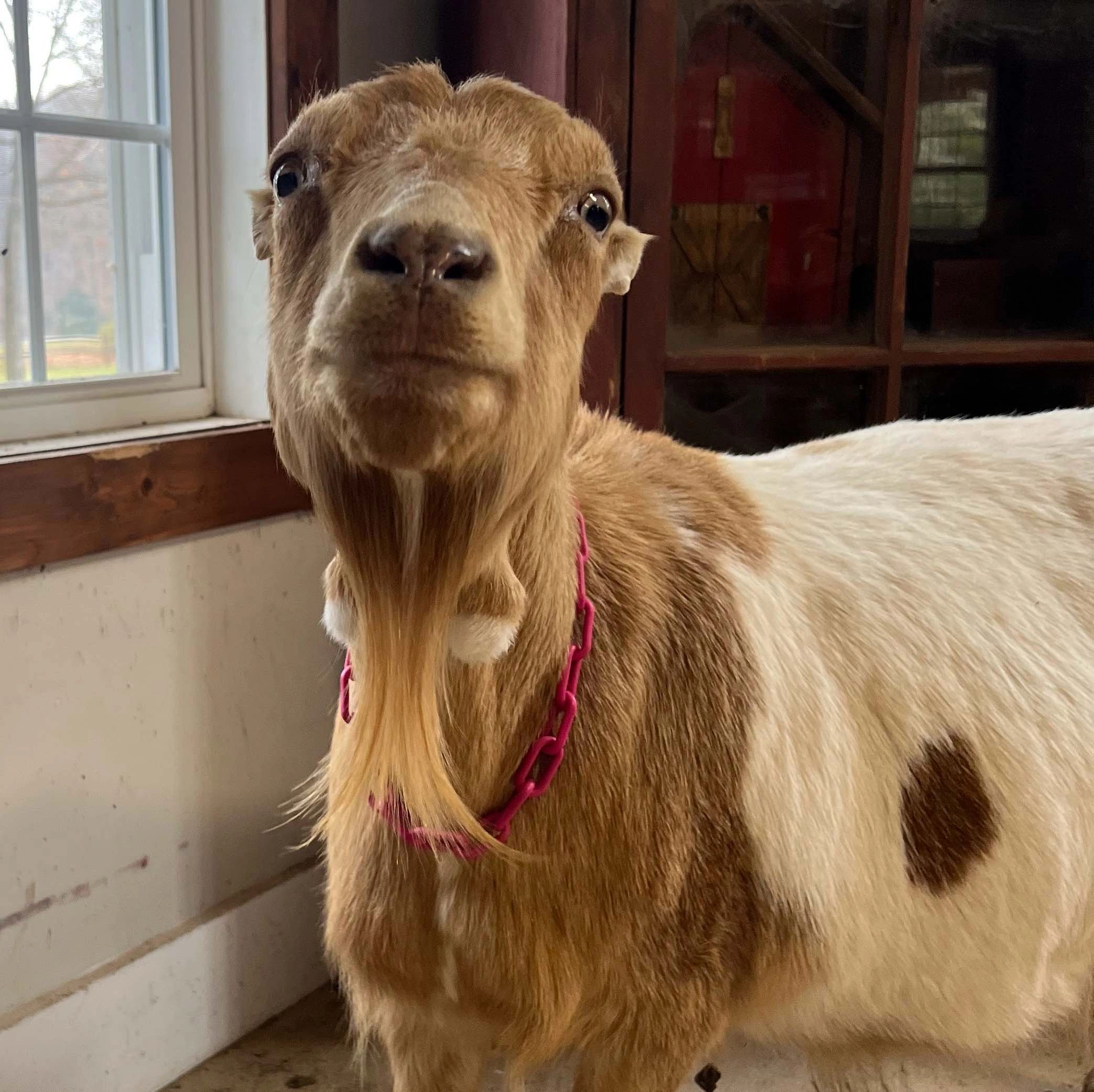 Cdandt Shots For Goats Protecting Them Against Serious Diseases