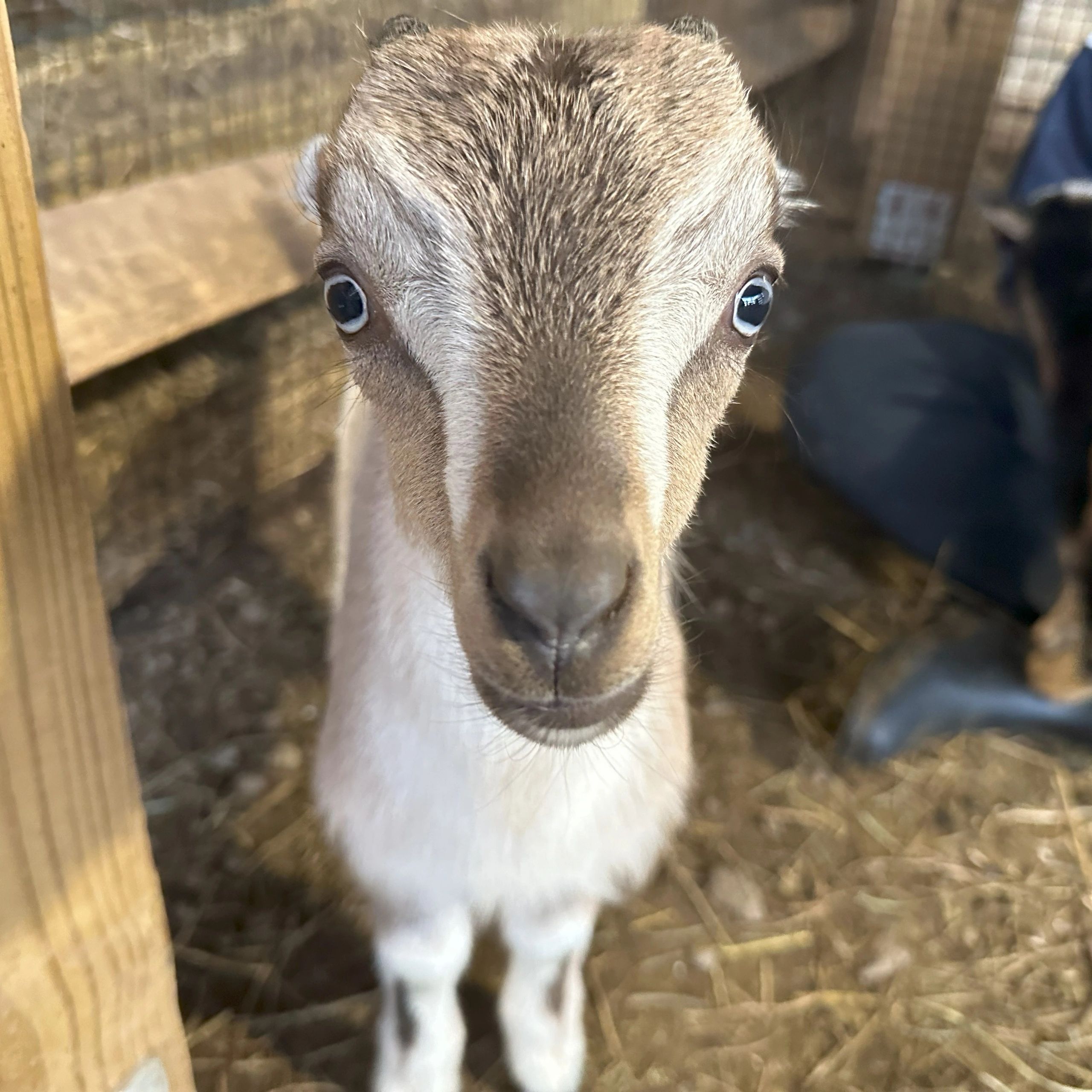 Newborn Goats: Adorable but Delicate