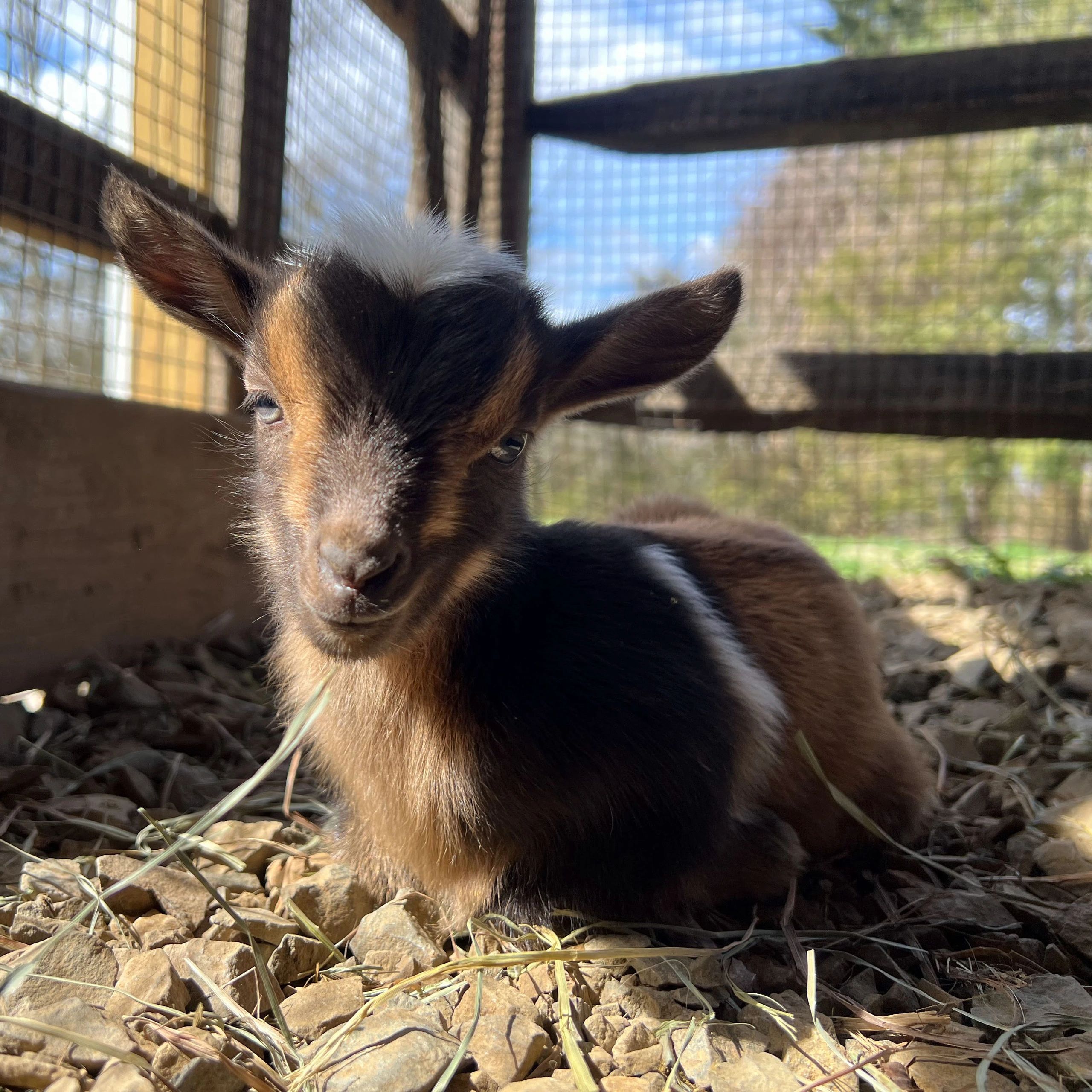 Introducing a New Baby Goat to the Herd