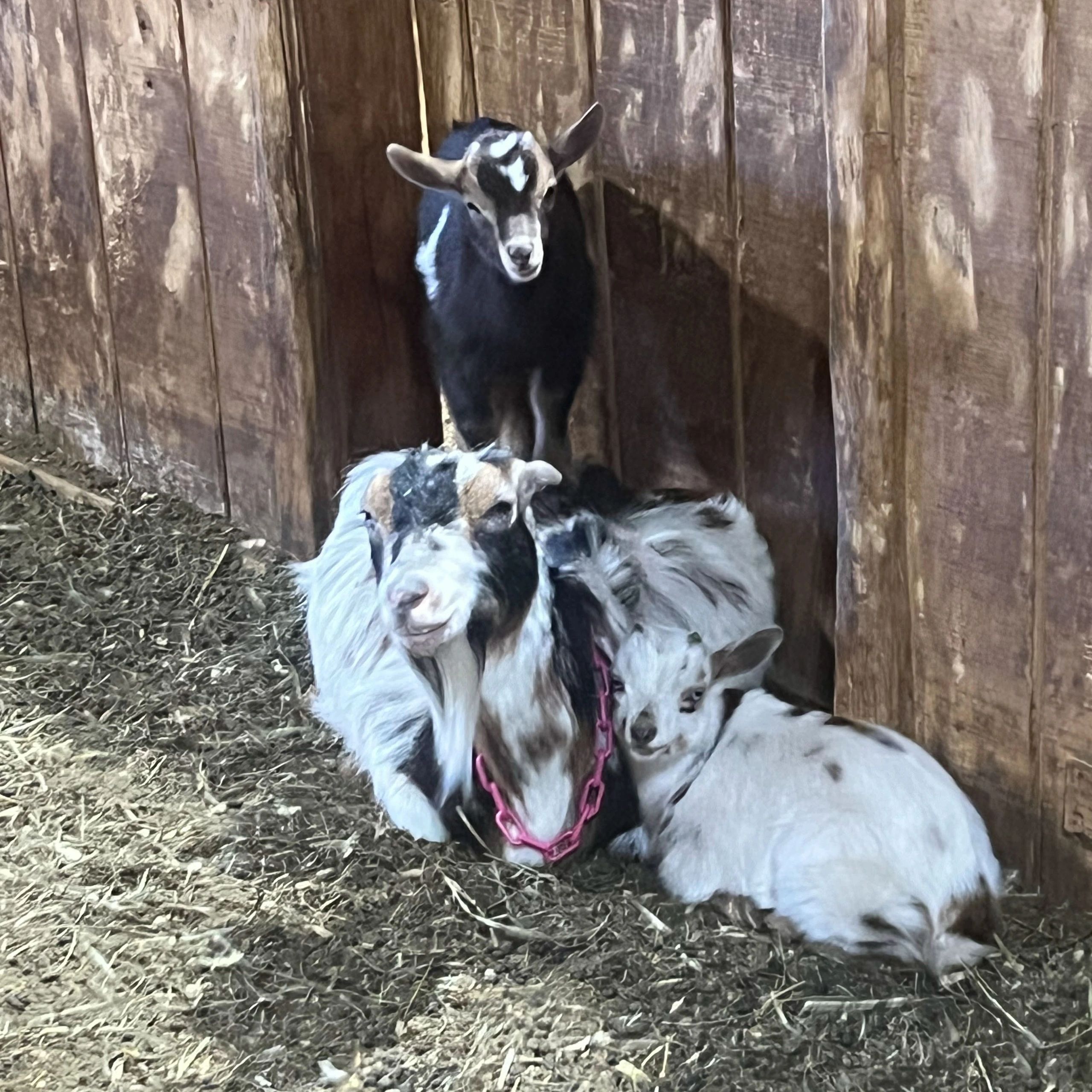 The GOAT Family: A Tail of Unity, Loyalty, and Lots of Bleats