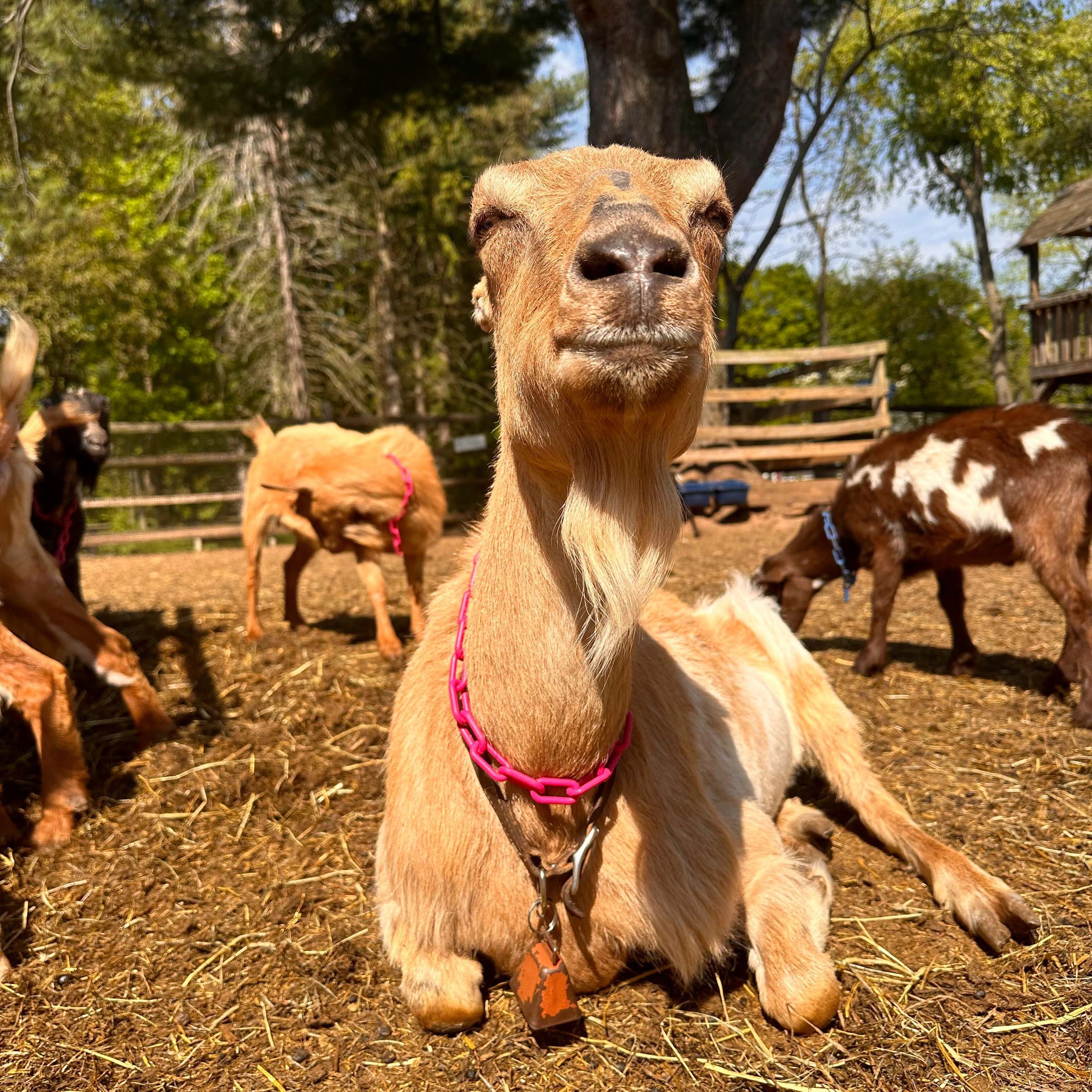 4 Reasons Why Owning a Goat Herd is a Rewarding Experience