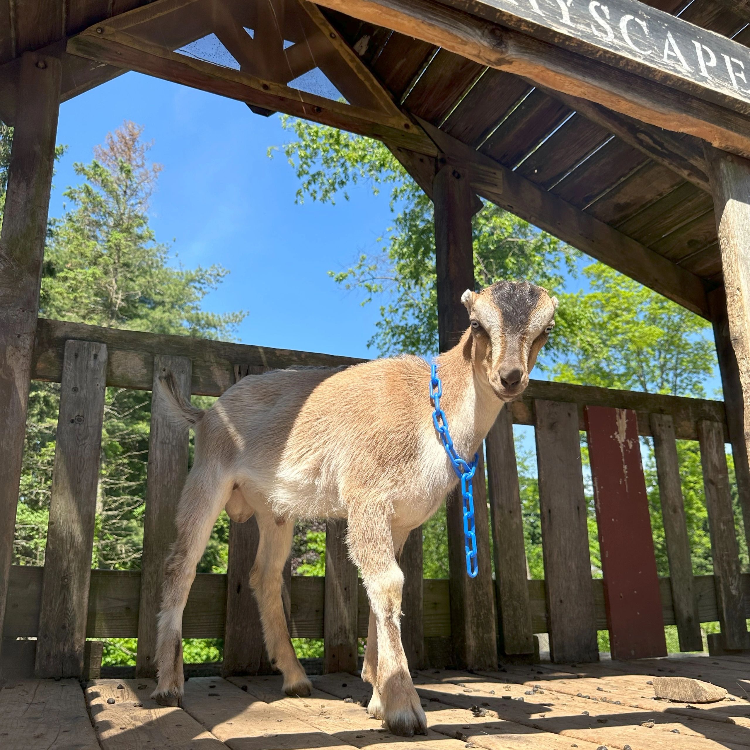 7 Tips to Set Up Your Goat Housing