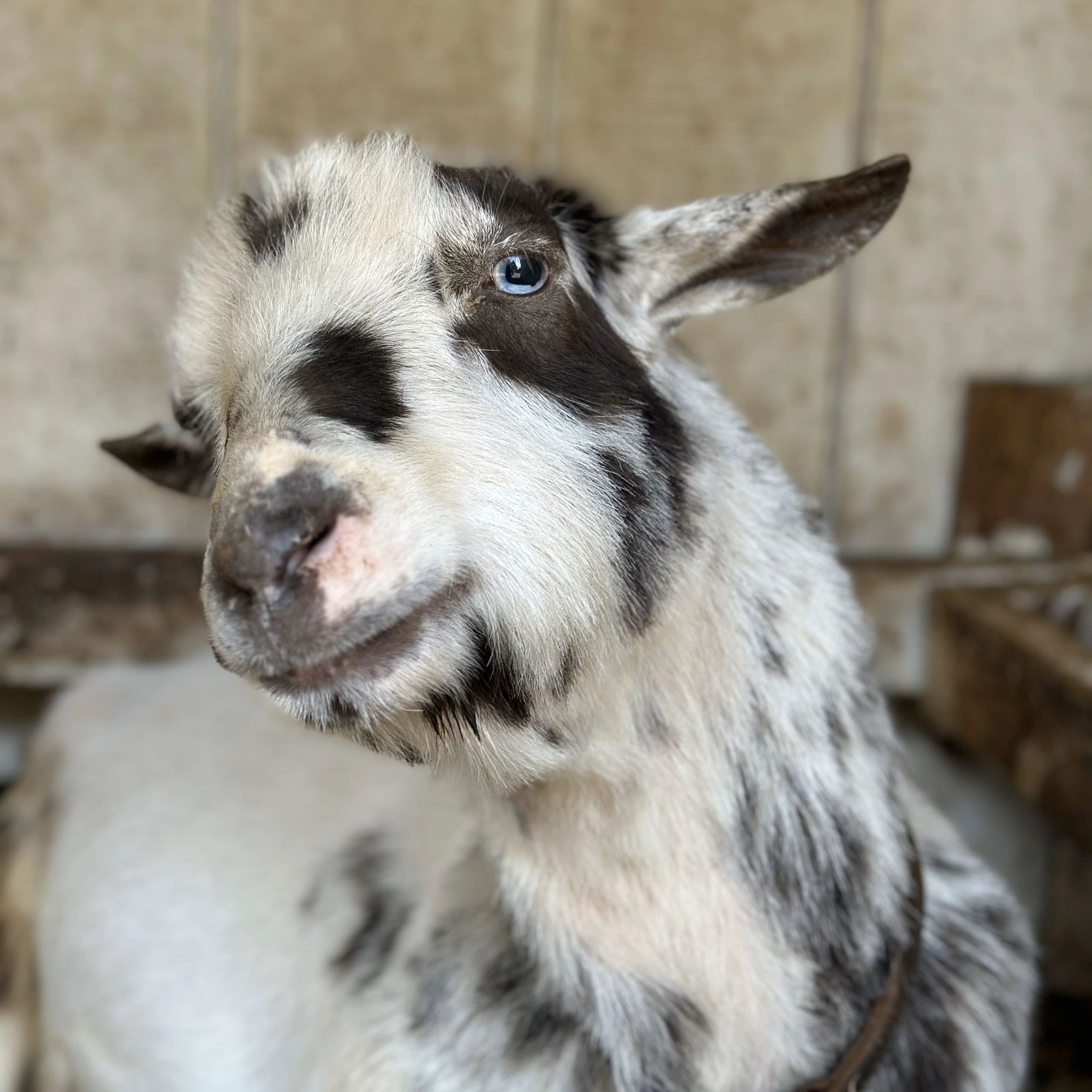 Understanding and Managing Goat Scours