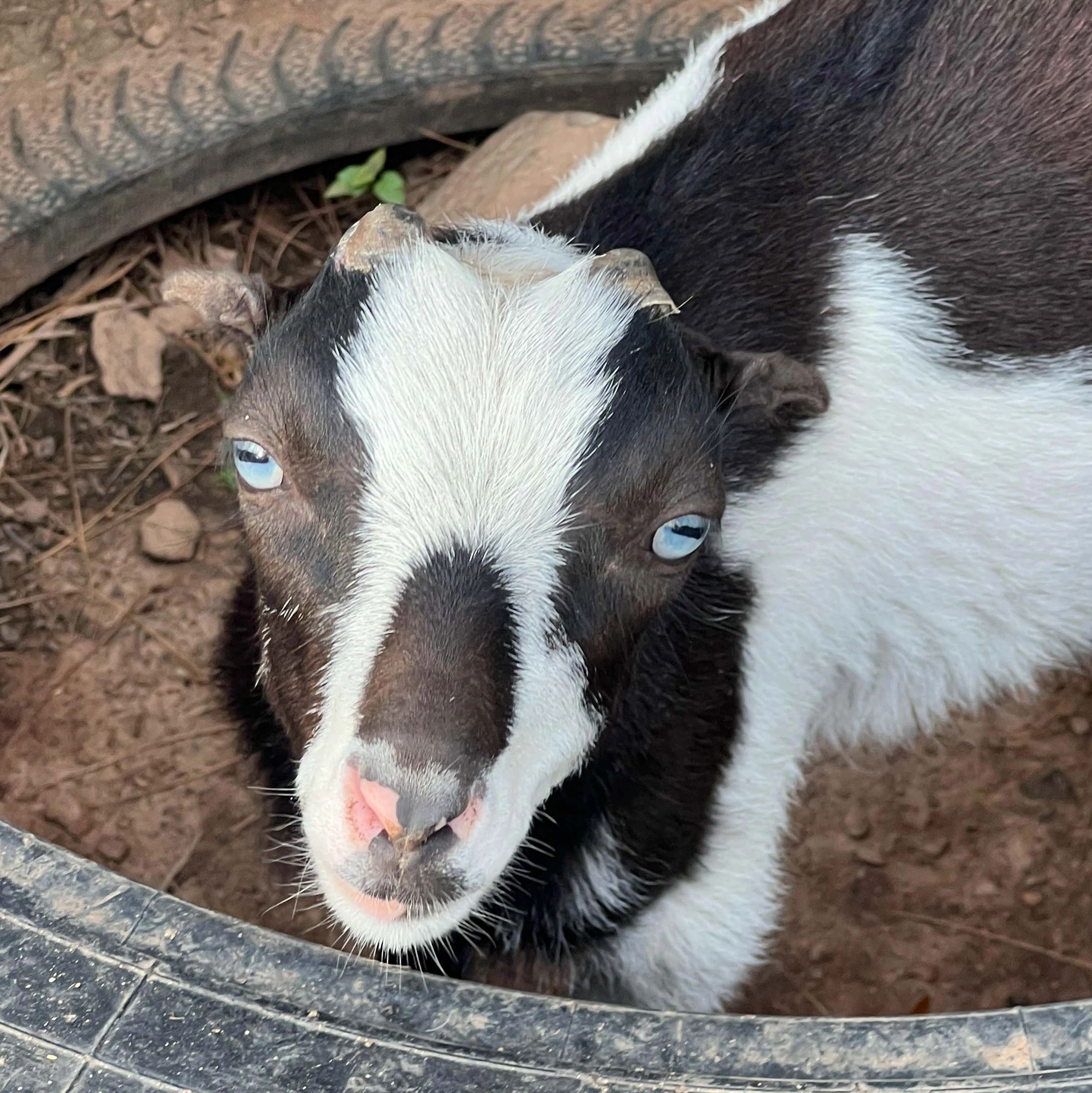 What are Essential Nutrients for Goats?