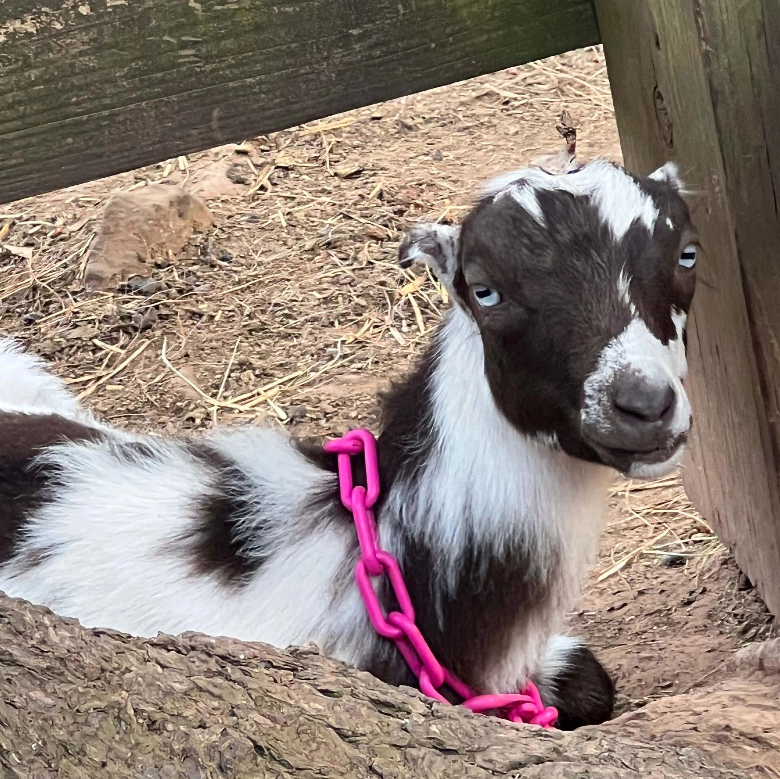 Zinc Deficiency in Goats: Causes and Prevention