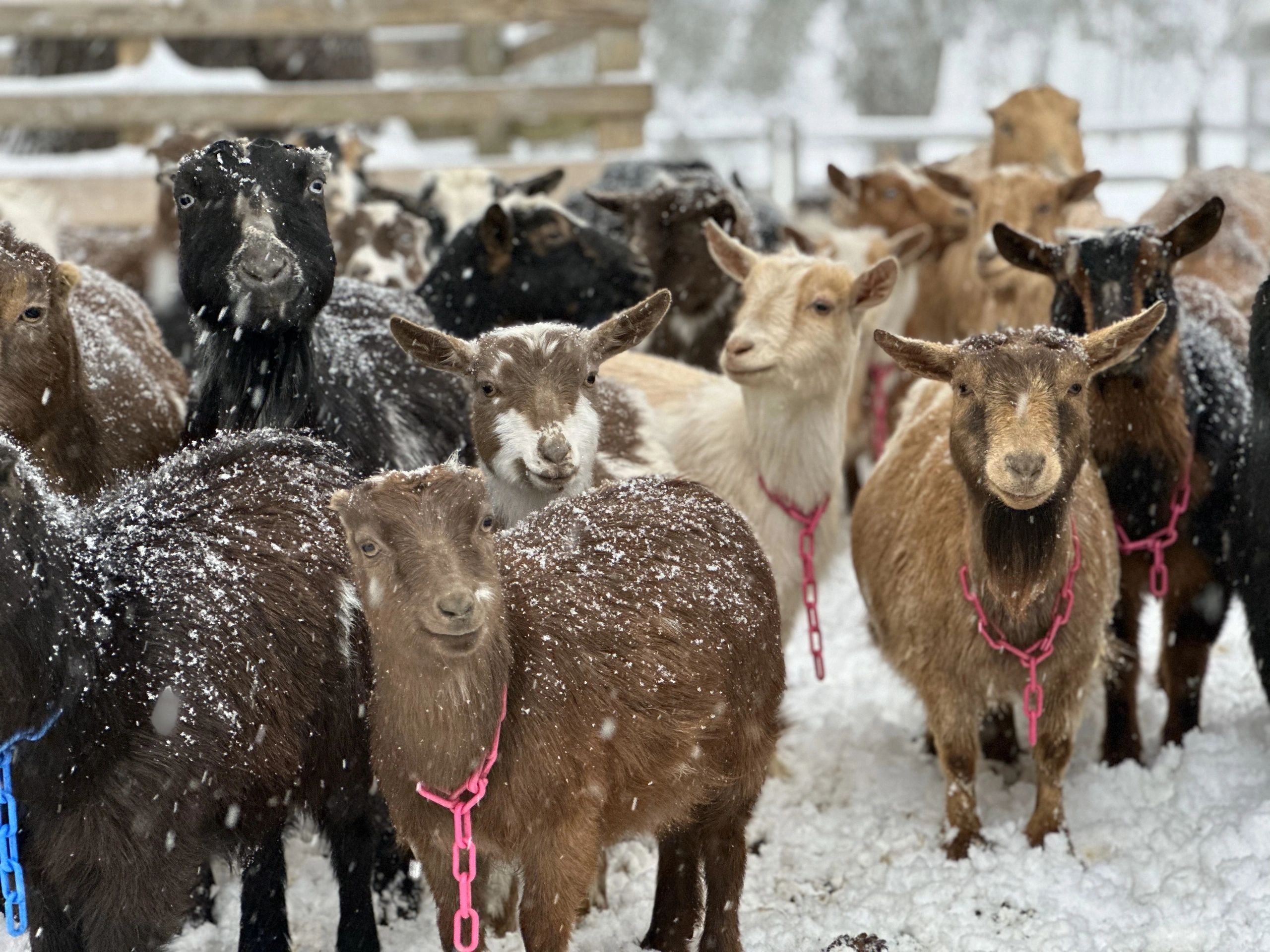 Goat Ownership: What to Consider Before Taking the Leap