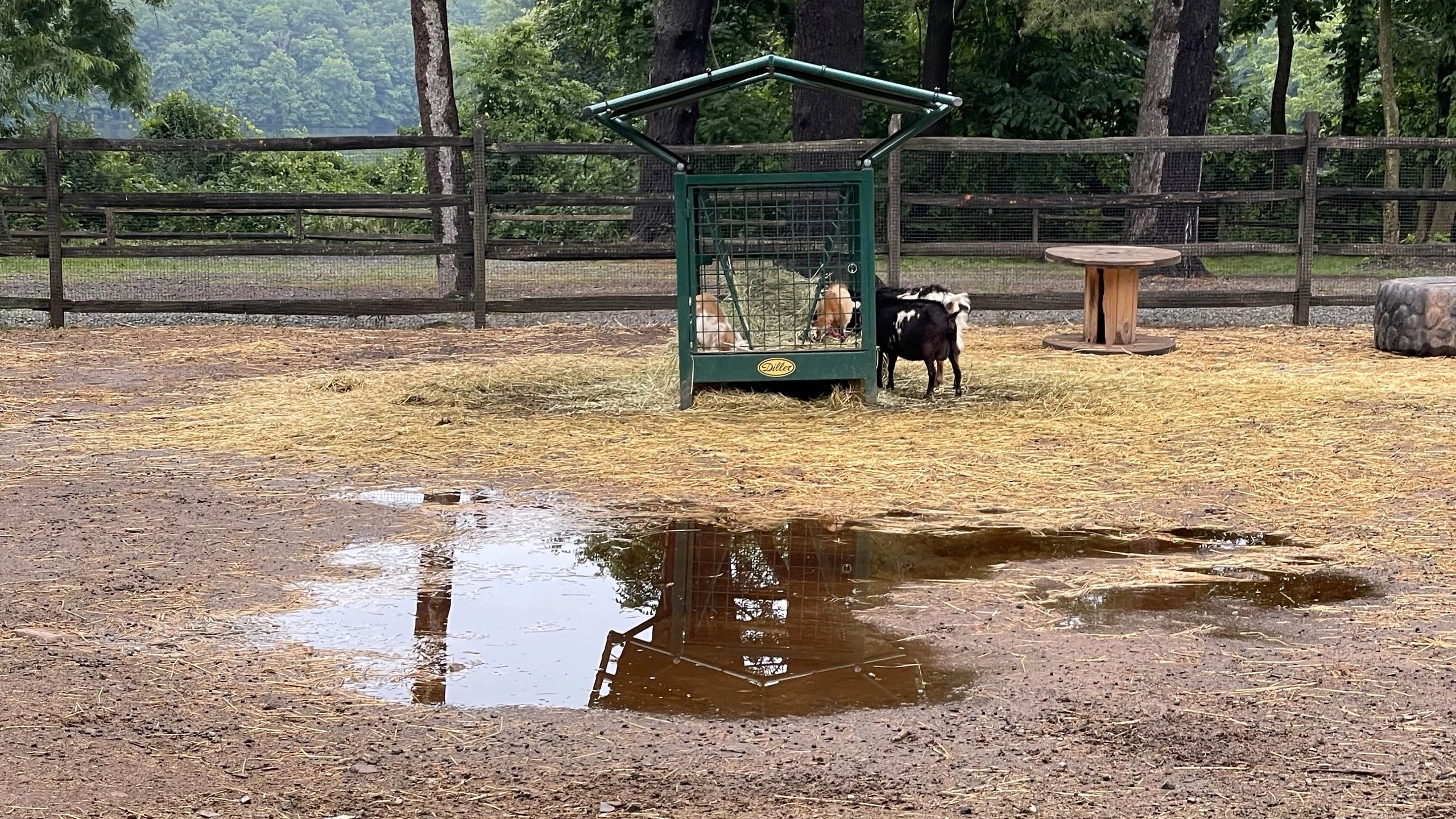 Muddy Paws and Happy Hooves: Tips for Managing Mud on Your Farm