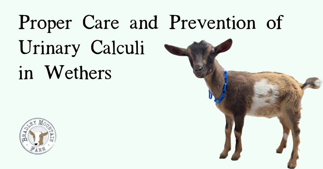 Proper Care and Prevention of Urinary Calculi in Wethers