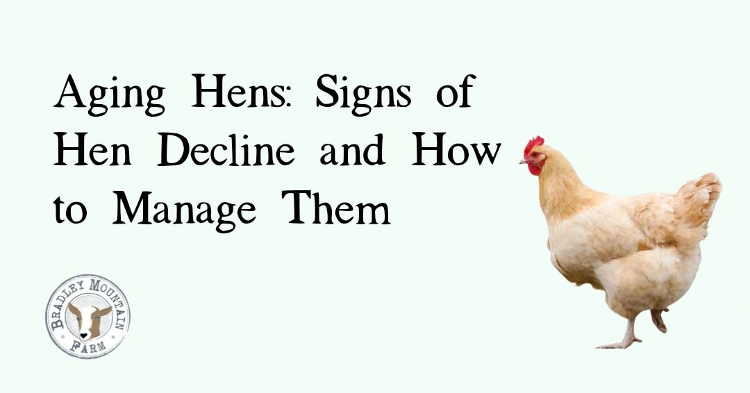 Aging Hens: Signs of Hen Decline and How to Manage Them