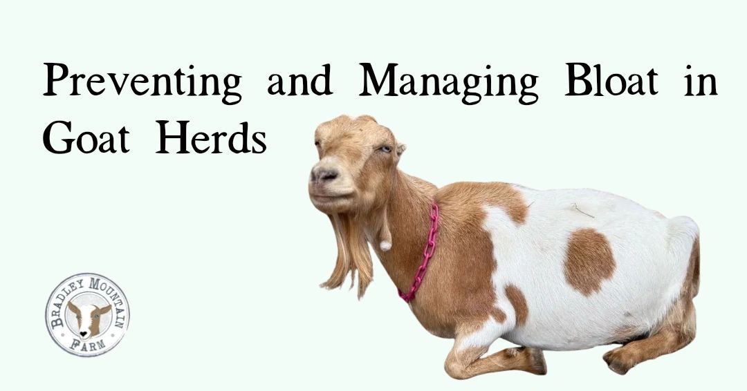 Preventing and Managing Bloat in Goat Herds: Essential Strategies