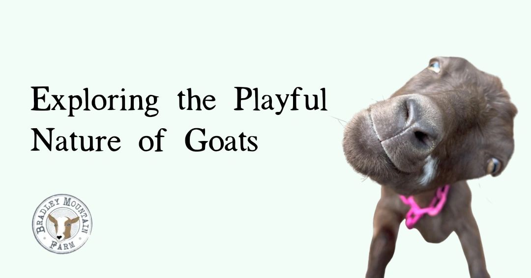 Exploring the Playful Nature of Goats