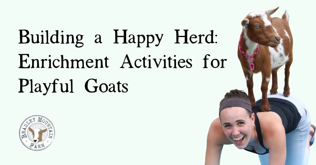 Building a Happy Herd: Enrichment Activities for Playful Goats