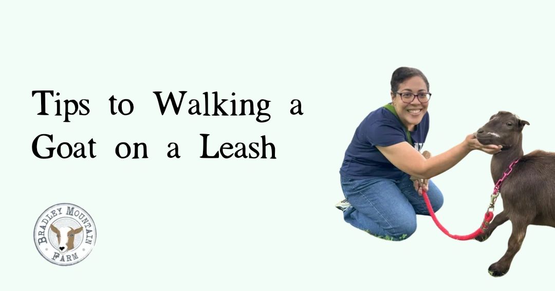 Tips to Walking a Goat on a Leash