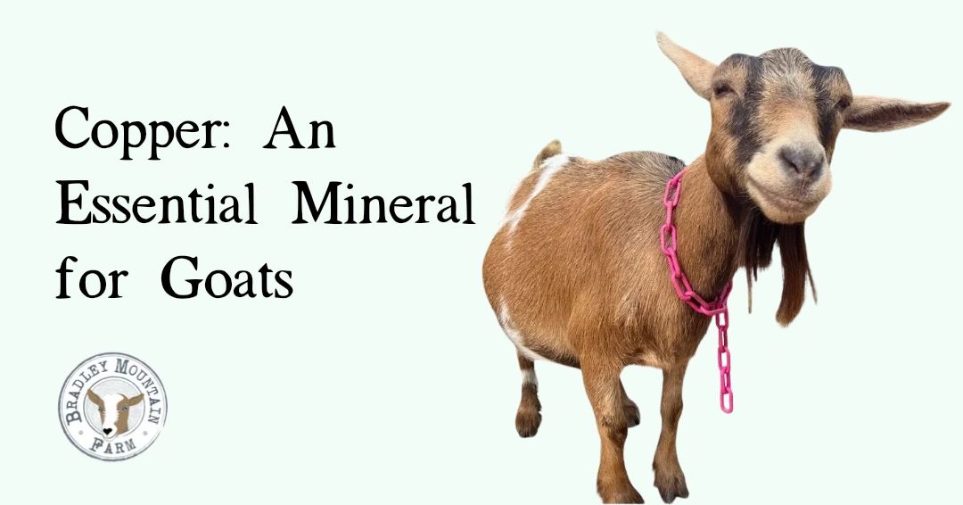 Copper: An Essential Mineral for Goats