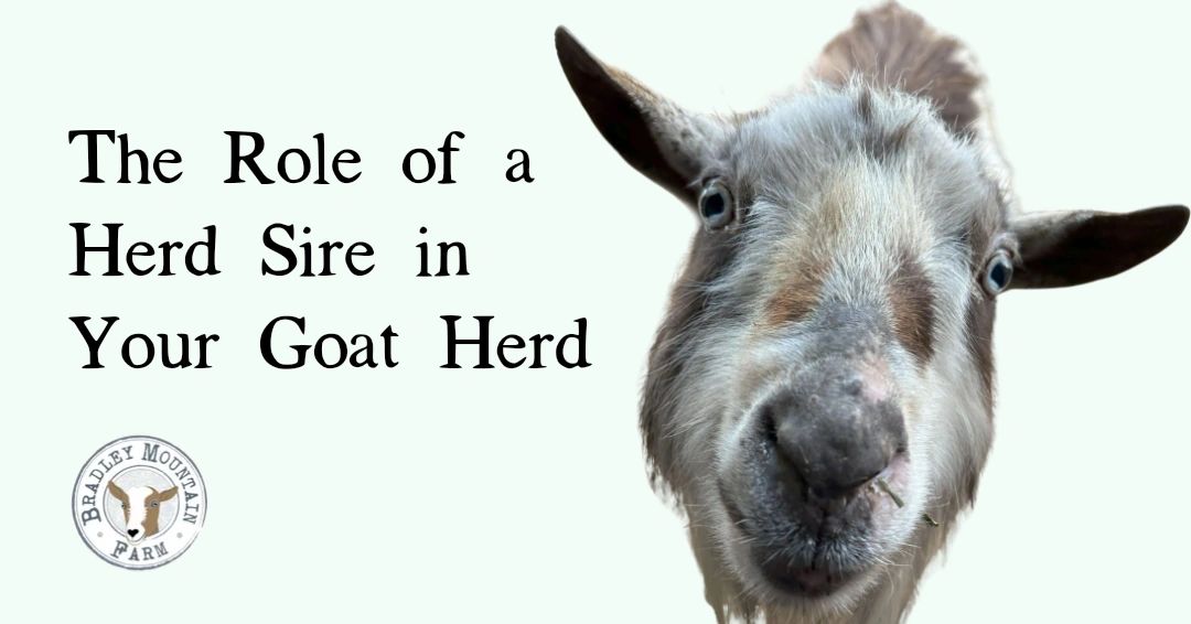 The Role of a Herd Sire in Your Goat Herd