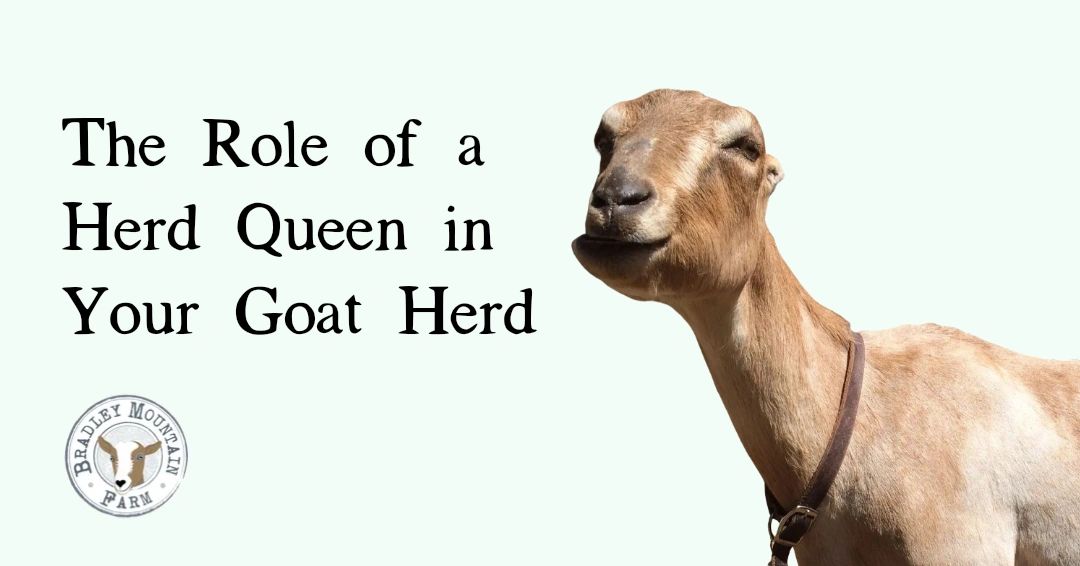 The Role of a Herd Queen in a Goat Herd